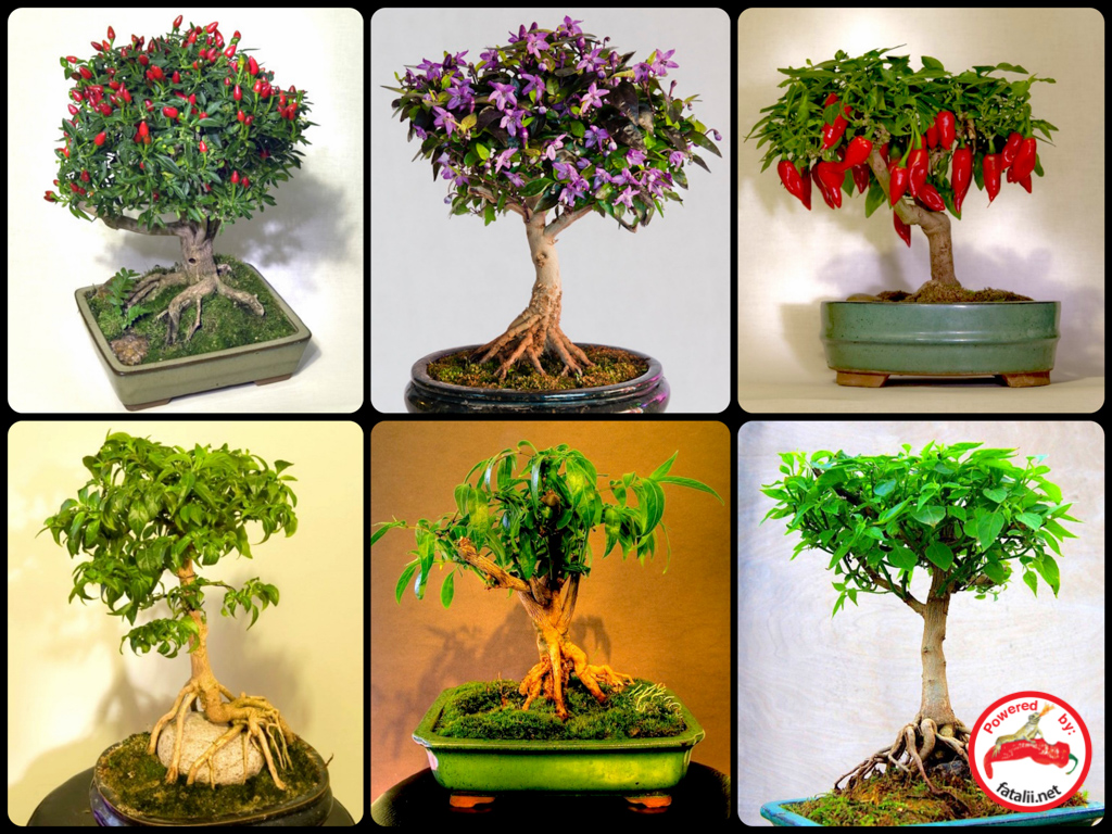 Bon-Chi! Learn and practice the art of Bonsai using edible plants ...